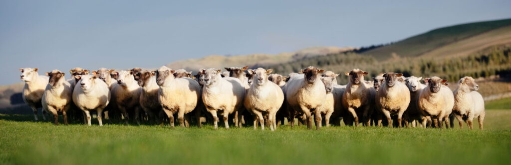 Maternal Rams | Buy Versatile British Sheep Breeds