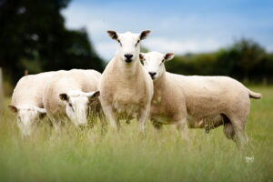 Aberfield Sheep | Productive, Hardy Sheep Breeding Services