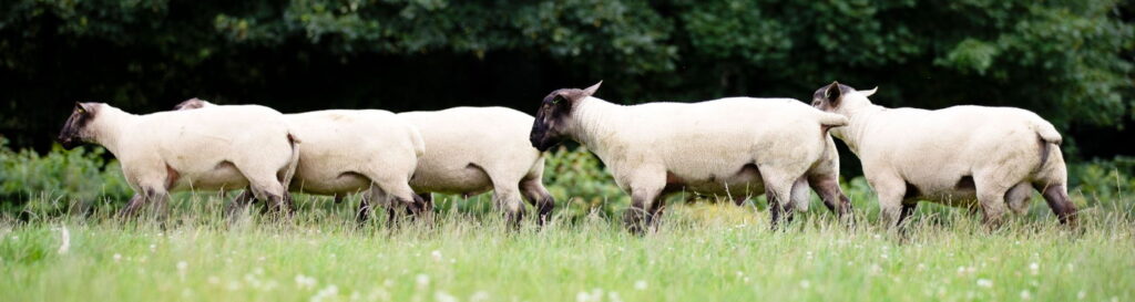 Meat Rams | Quality Terminal Sires for Commercial Breeders