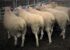 Aberfield SR | Maternal Rams for Closed Flock Lamb Breeders