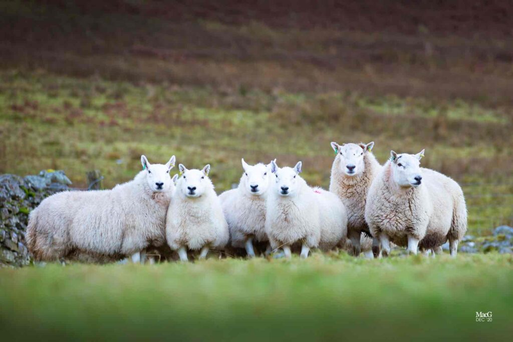 Cheviot Sheep | British Sheep Breeds Cheviot