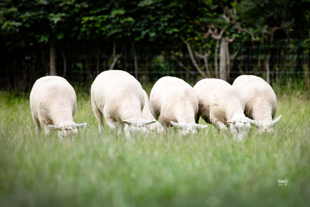 Low Carbon Sheep | UK Sheep Breeds for Regenerative Farming