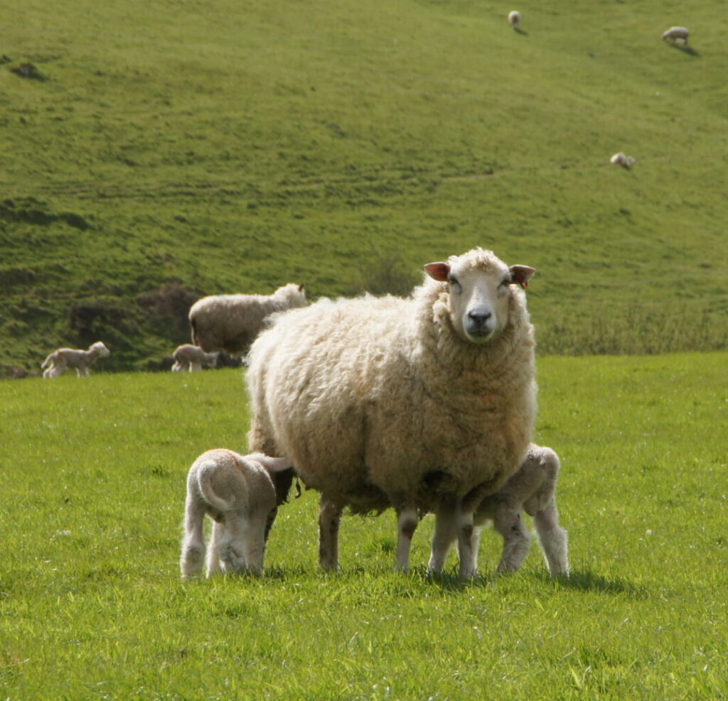 Low Carbon Sheep | UK Sheep Breeds for Regenerative Farming