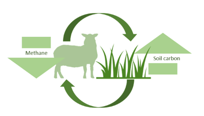 Low Carbon Sheep | UK Sheep Breeds for Regenerative Farming