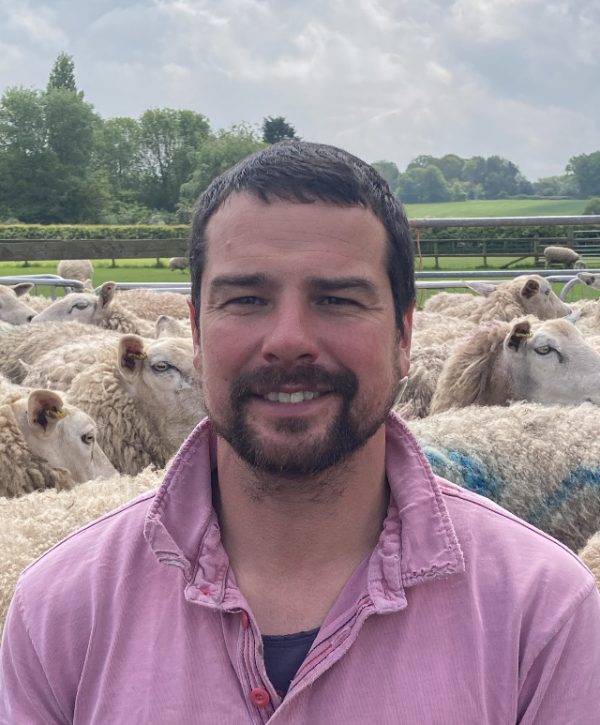 Innovis Breeding Sheep Blog | UK Sheep Industry News