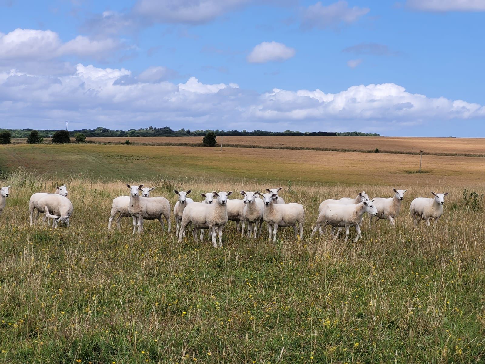 Breeds Of Sheep, Sheep For Sale Wales, Highlander Sheep