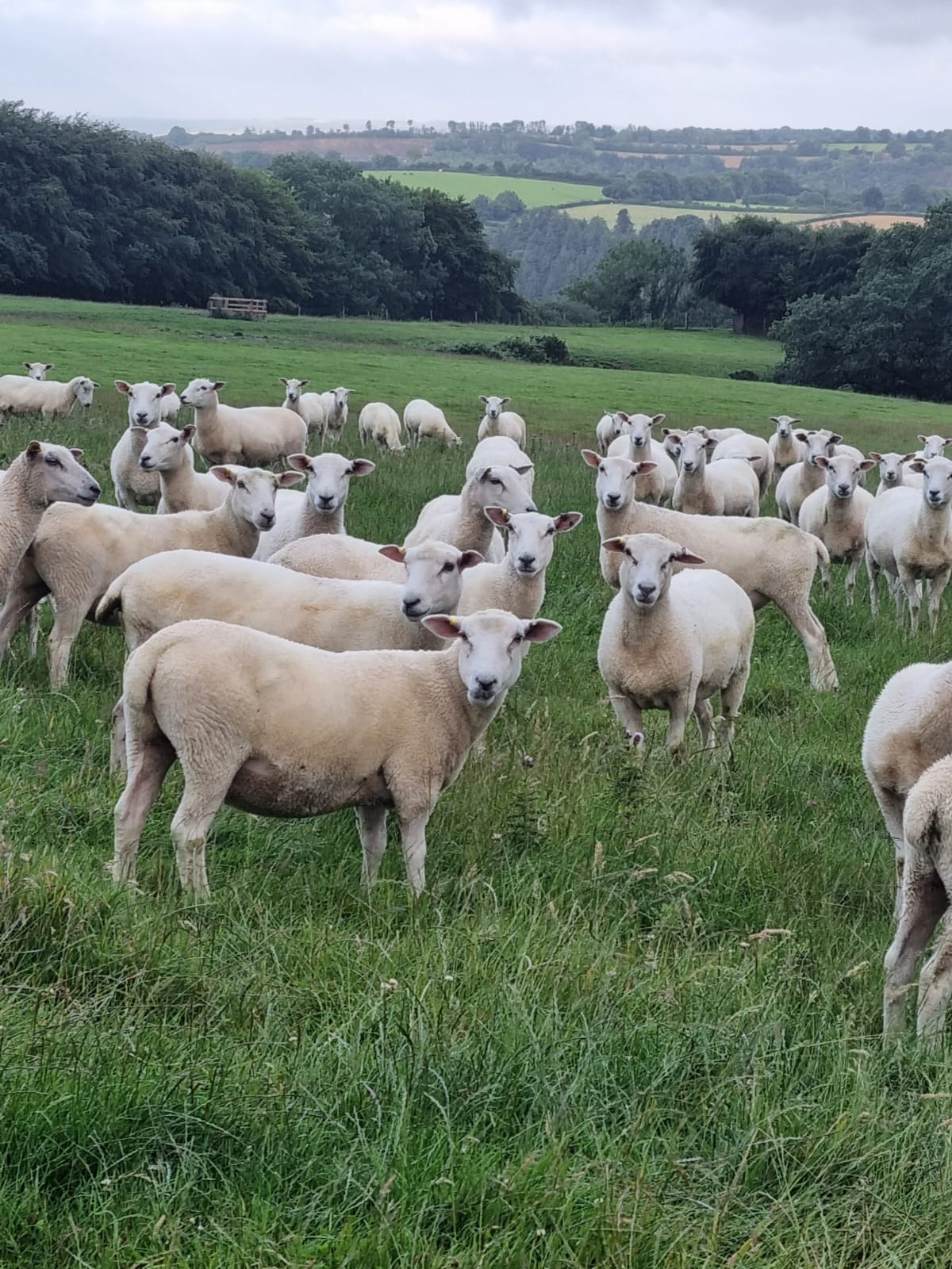 Breeds Of Sheep, Sheep For Sale Wales, Highlander Sheep