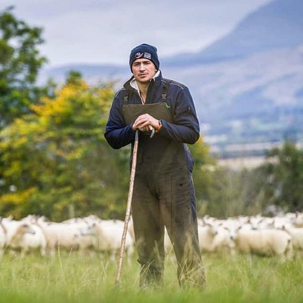 Innovis Breeding Sheep Blog | UK Sheep Industry News