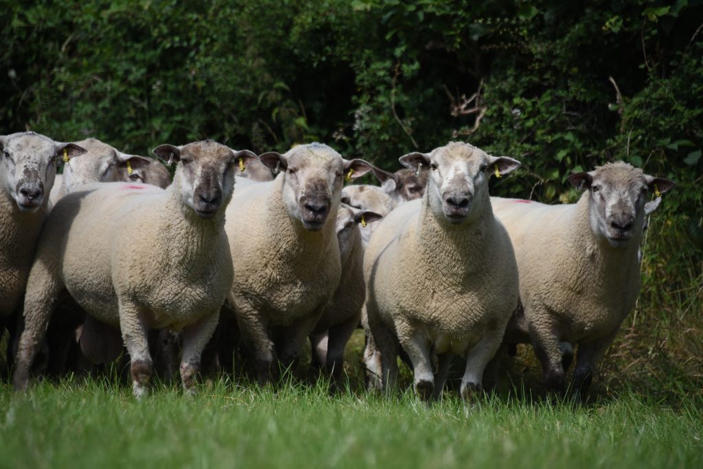 Primera Sheep | An Easy Rams & Terminal Sires Breed