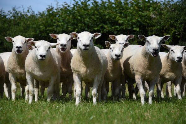 Maternal Rams | Buy Versatile British Sheep Breeds