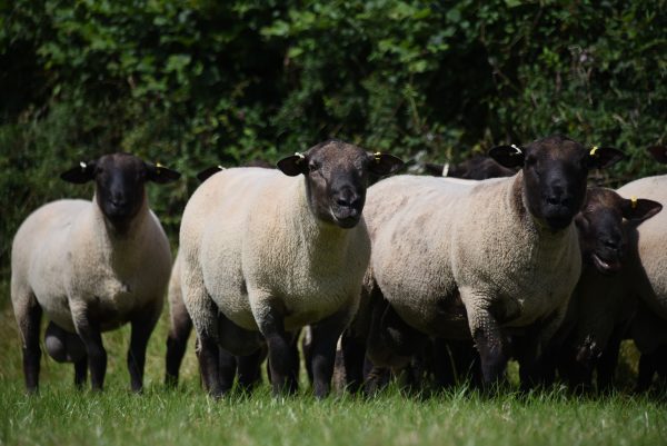 UK Sheep Breeding | Commercial Sheep Breeds & Services