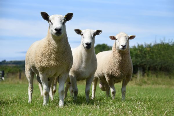Ram Sales | Buy Rams From Hardy UK Sheep Breeds