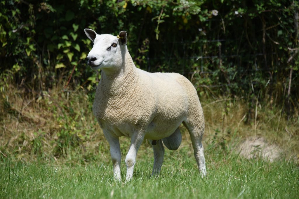 Aberfield Sheep | Productive, Hardy Sheep Breeding Services