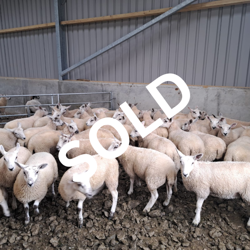 100 Aberfield X English mule Ewe lambs (West Linton) - Innovis